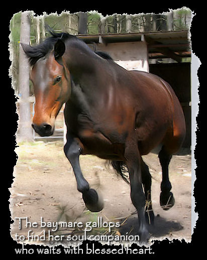 PENZANCE Equine Solutions - Gwenyth Santagate